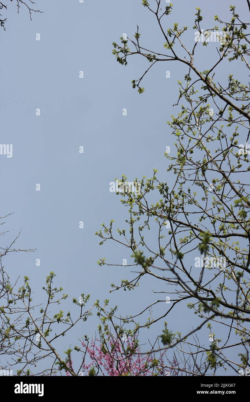 Spring tree branches sprouting with lots of new life Stock Photo - Alamy