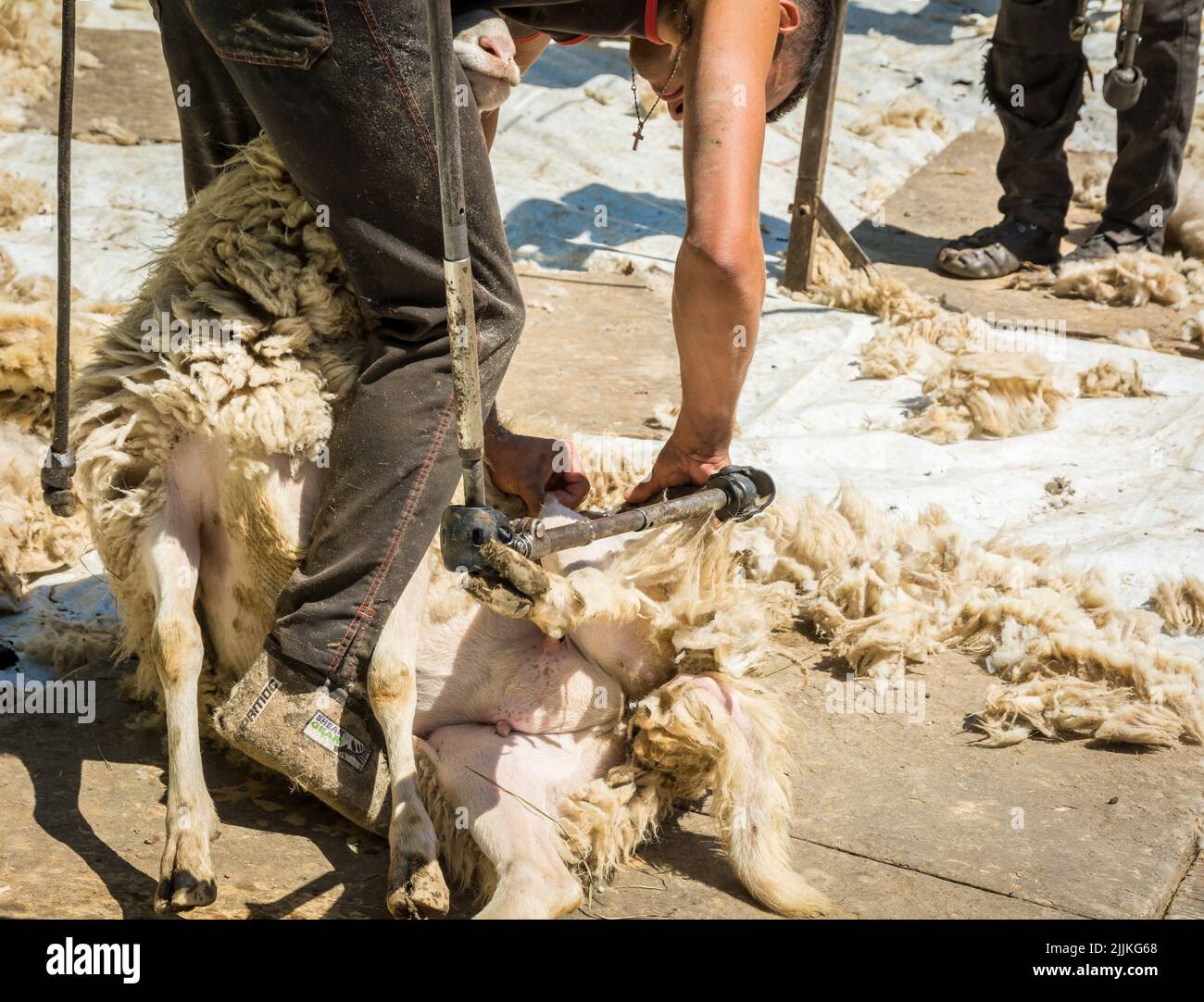 Men use clippers to shear sheep fleeces at a sheep shearing. sheep ...