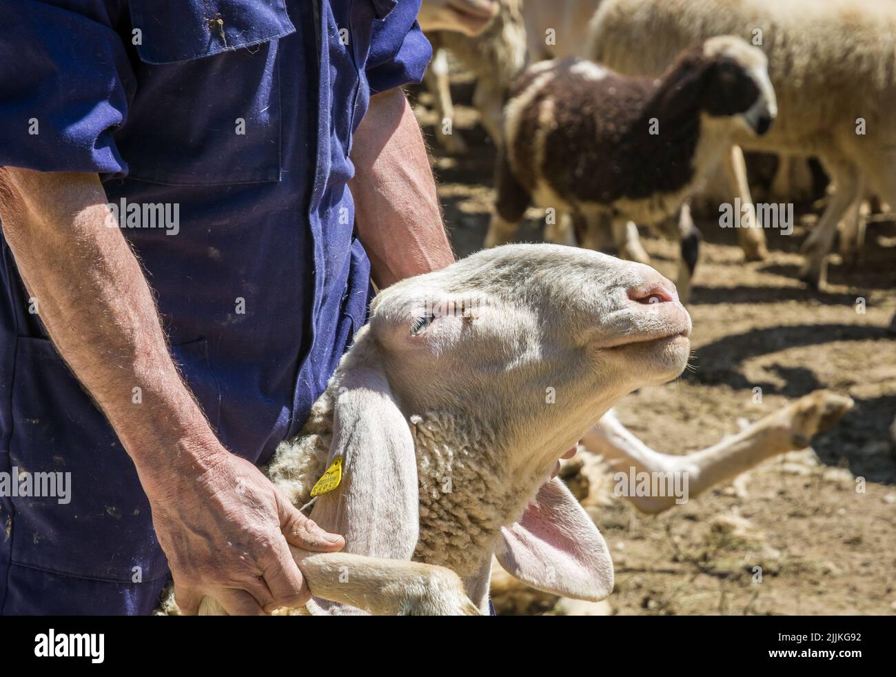 Men use clippers to shear sheep fleeces at a sheep shearing. sheep ...