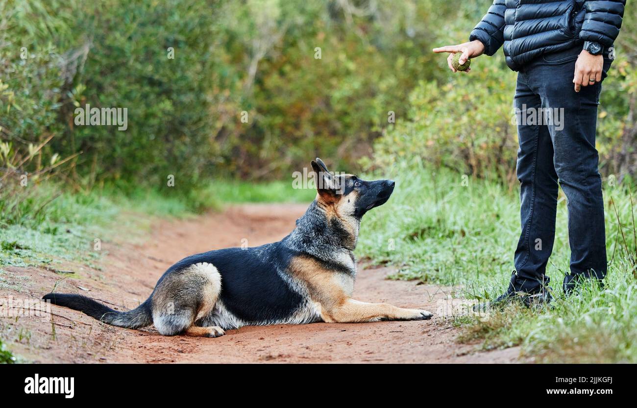 Practice makes a patient pup. an adorable german shepherd being trained ...