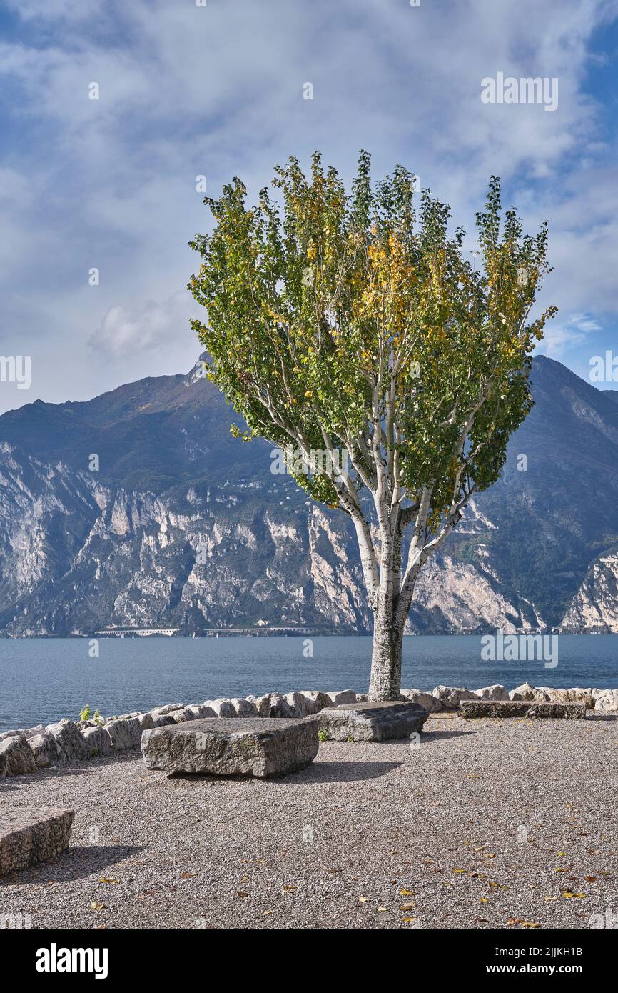 A vertical shot of a tree on the shore of the Lake Garda in northern ...