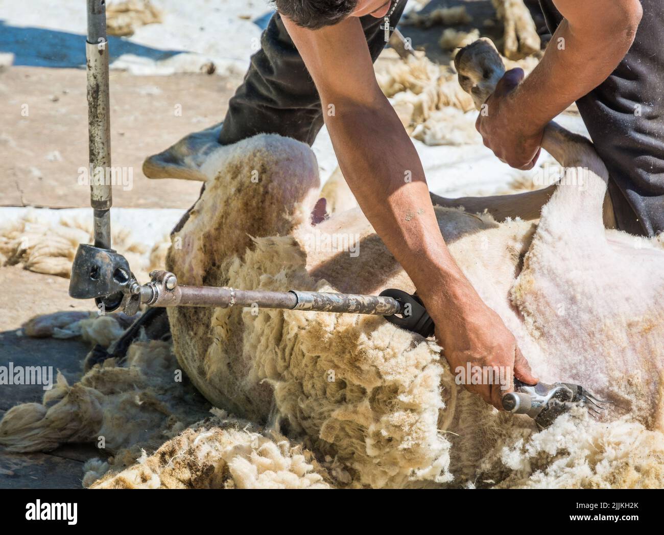 Man shears the sheep hi-res stock photography and images - Alamy