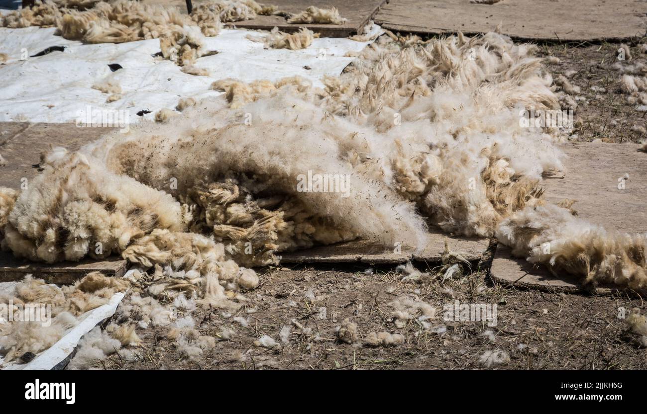 Men use clippers to shear sheep fleeces at a sheep shearing. sheep ...