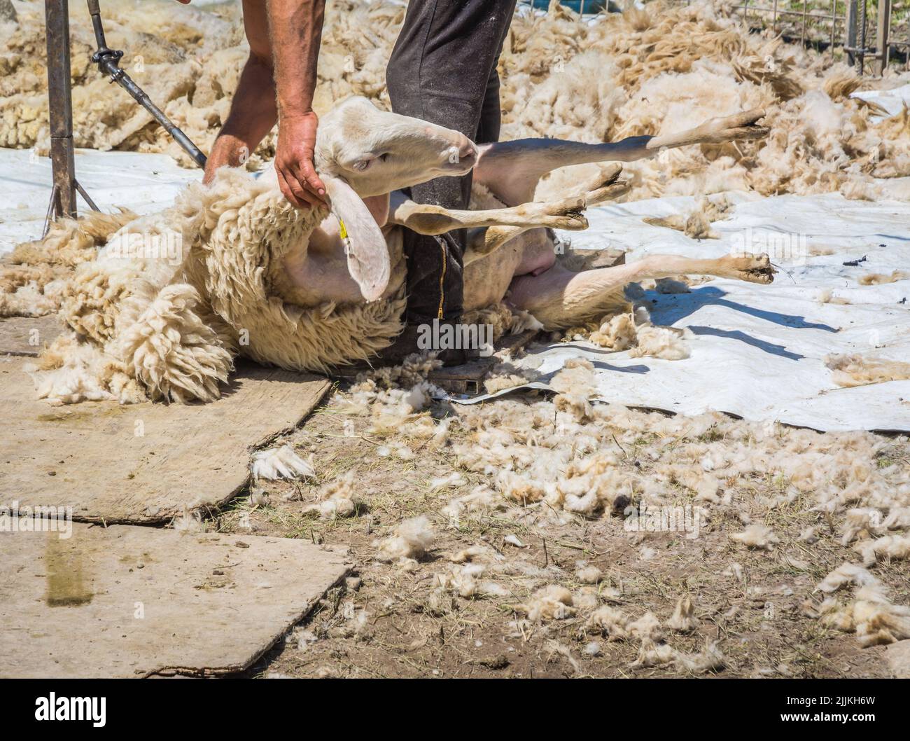 Man shears the sheep hi-res stock photography and images - Alamy
