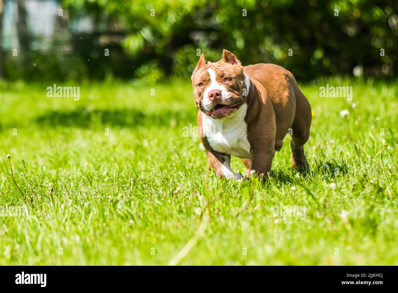 Can A Bully Kutta And A Aidi Be Friends