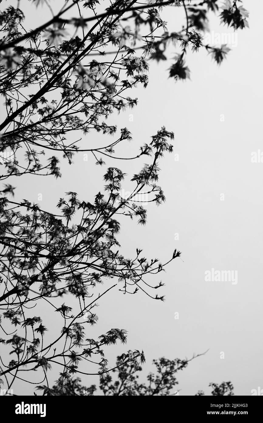 Spring tree branches sprouting with lots of new life in black and white ...
