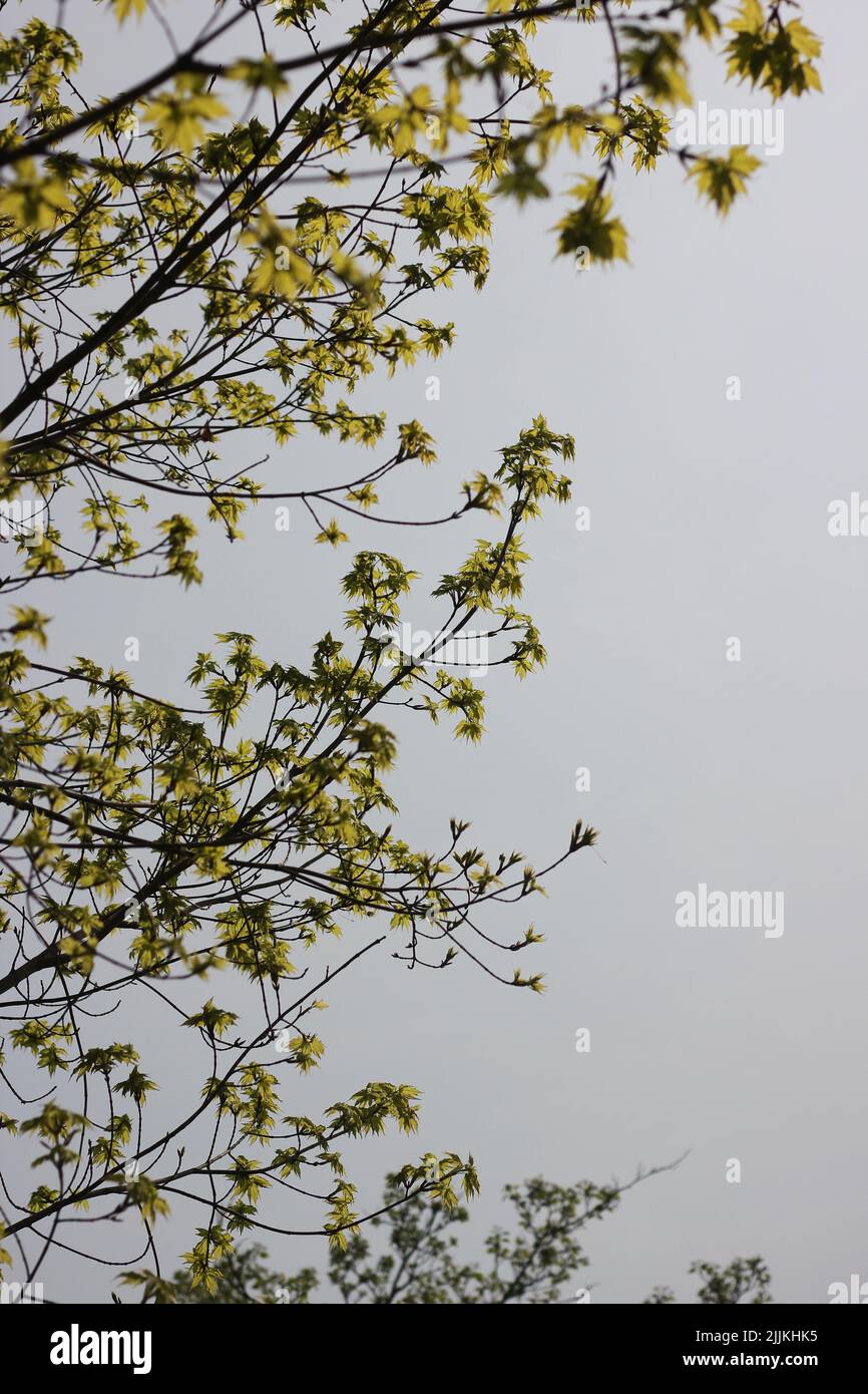 Spring tree branches sprouting with lots of new life Stock Photo - Alamy