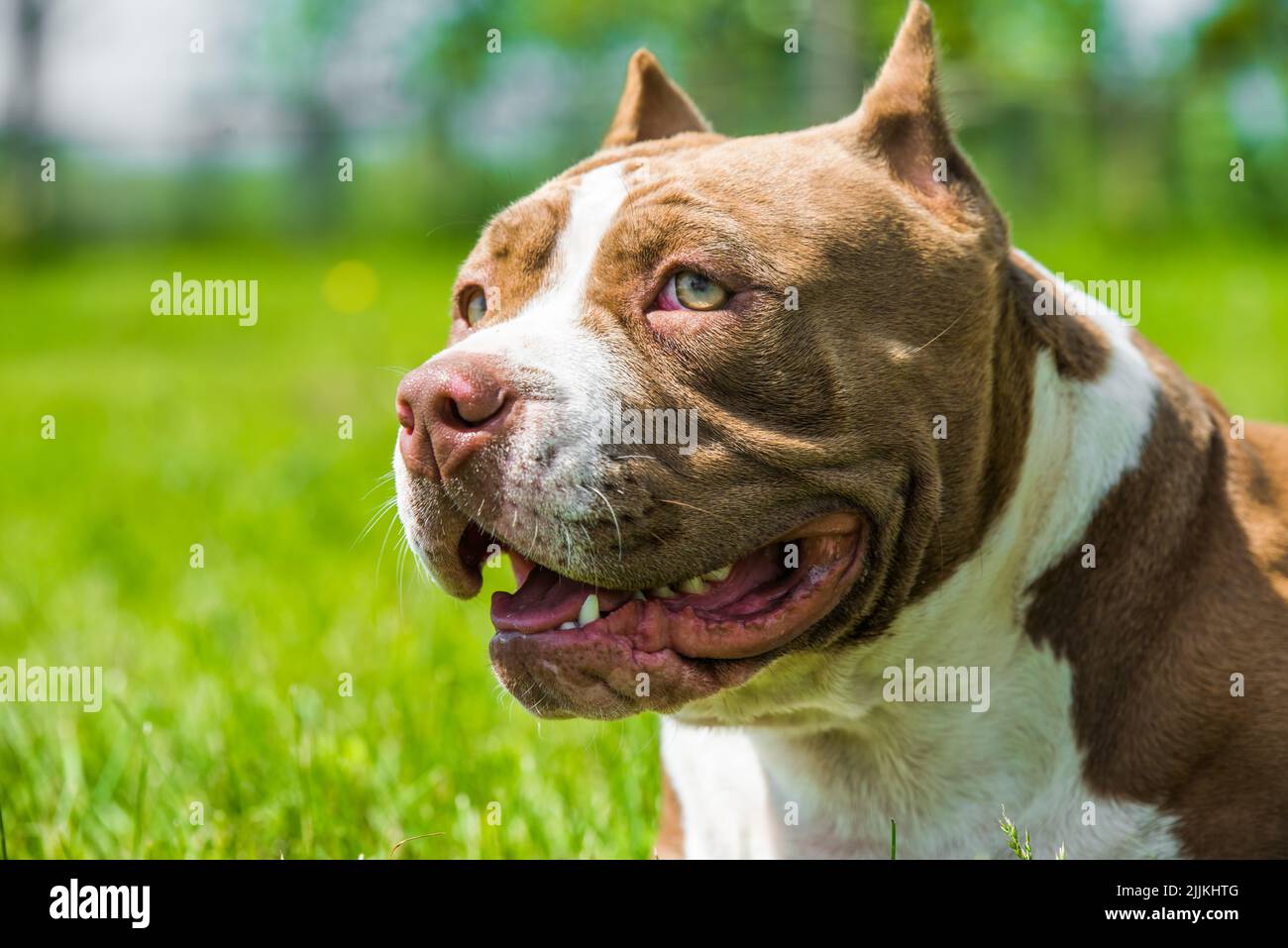 Chocolate color American Bully dog is on green grass Stock Photo - Alamy