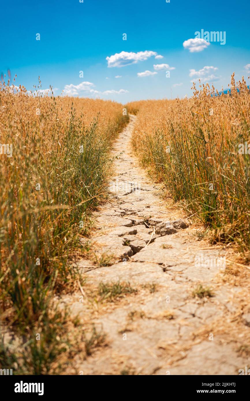 Drought, a path in a wheat field and a blue sky Stock Photo - Alamy