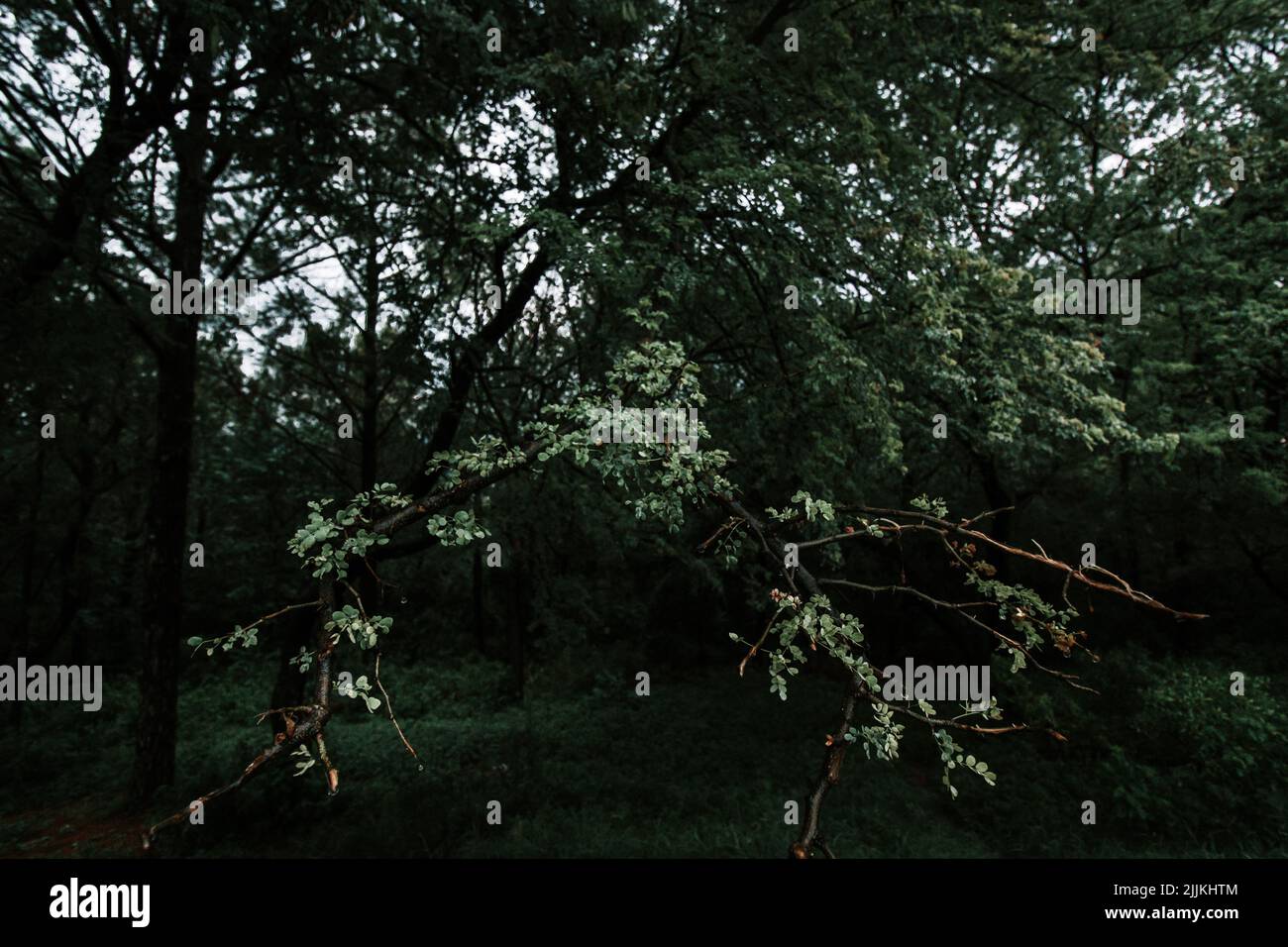 Countryside landscape dense trees green hi-res stock photography and ...