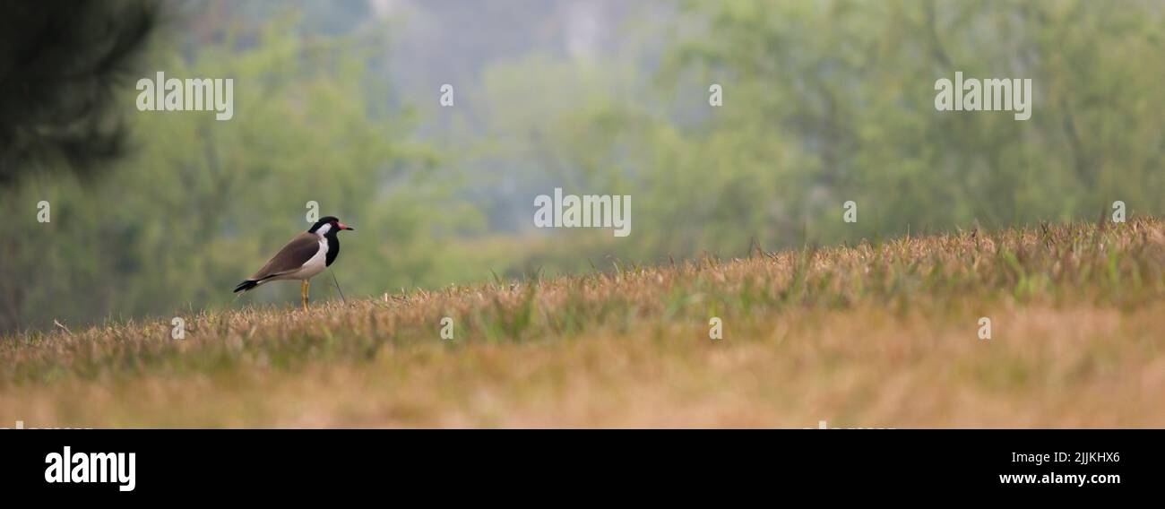 Bird feather in grass hi-res stock photography and images - Alamy