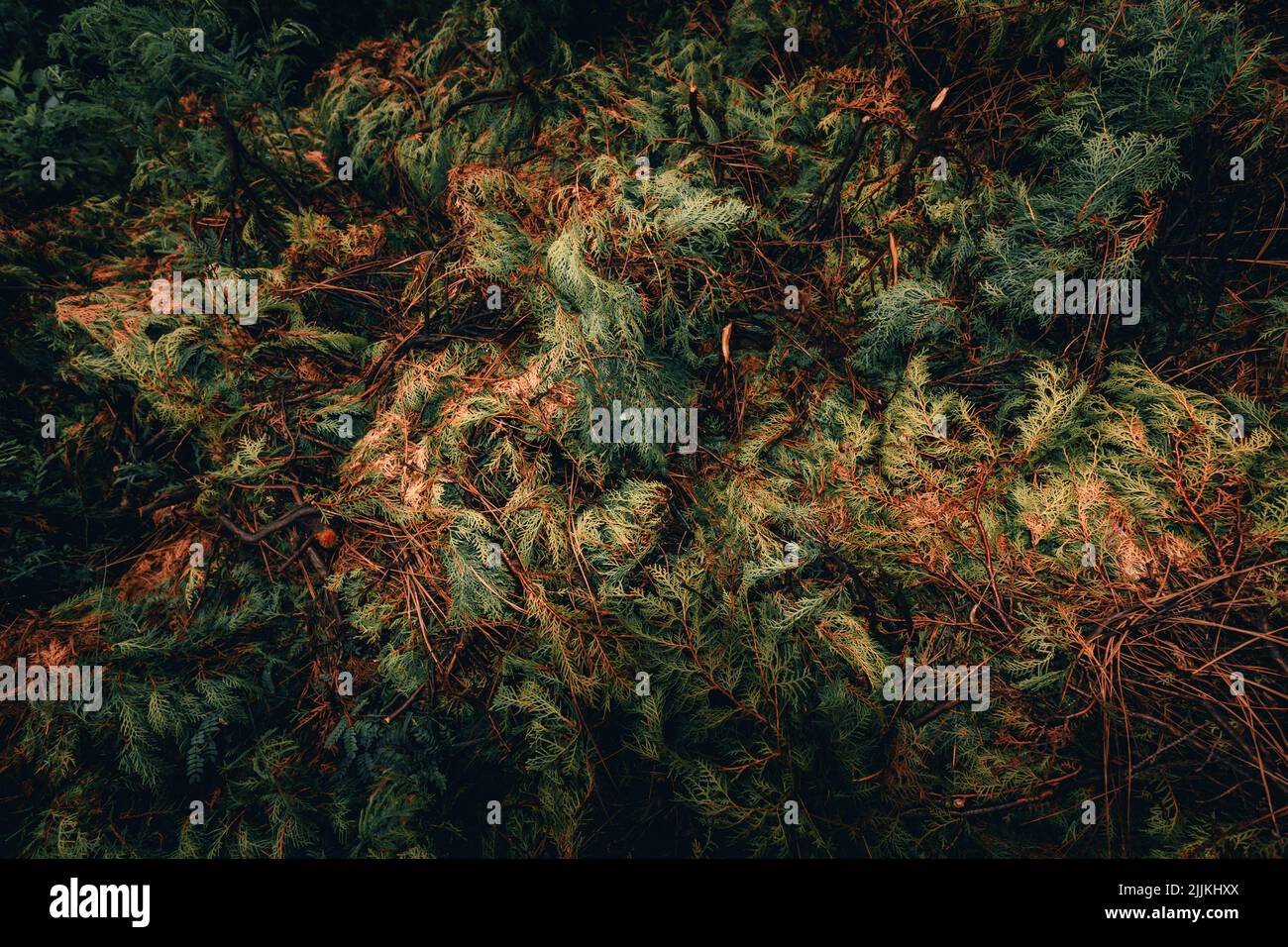 Bush overhead hi-res stock photography and images - Alamy