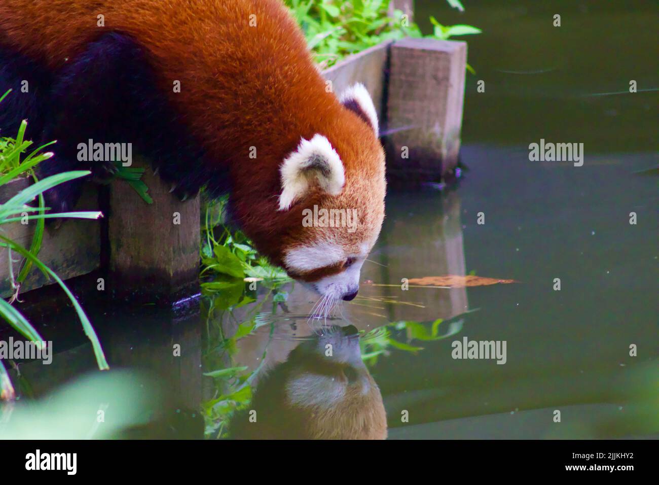 A red panda drinking water from a pond and seeing its own reflection ...