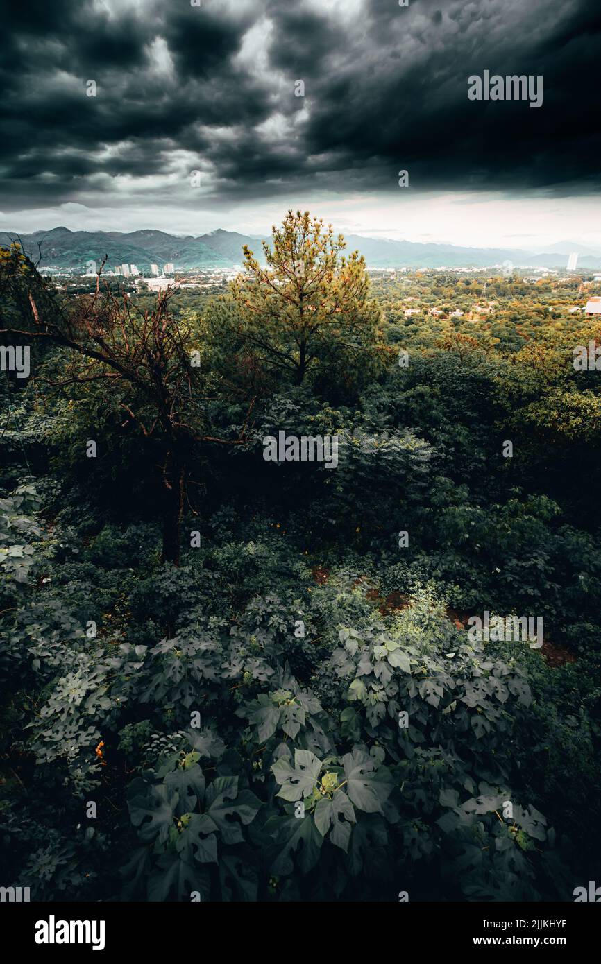 A beautiful overcast view in a jungle Stock Photo - Alamy
