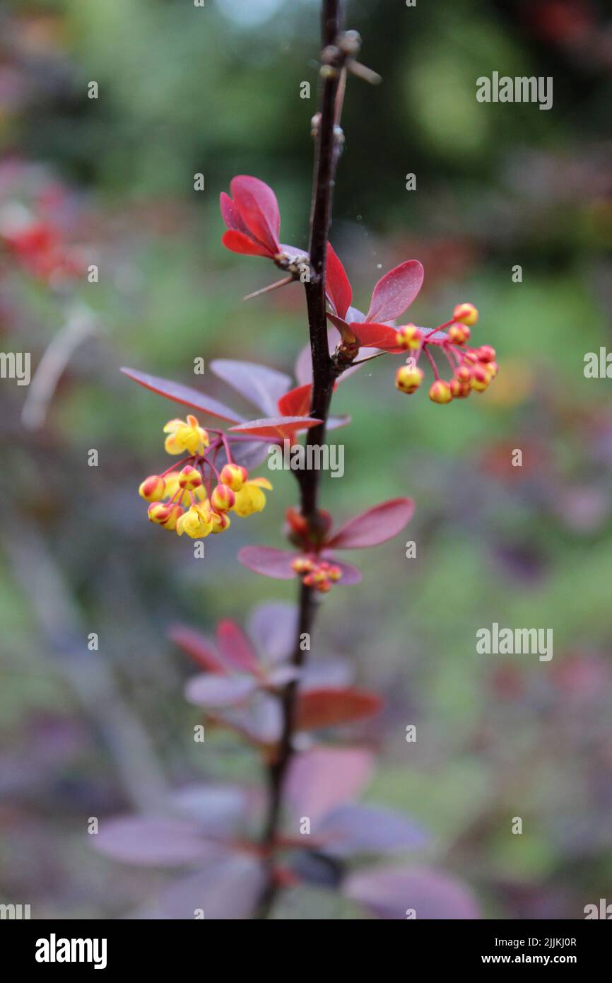 A vertical closeup shot of the Japanese barberry plant growing in the ...