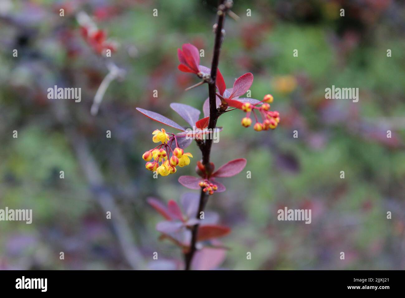 A closeup shot of the Japanese barberry plant growing in the garden on ...
