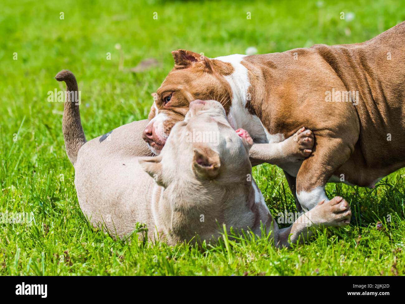 American Bully puppies dogs are playing on nature Stock Photo - Alamy
