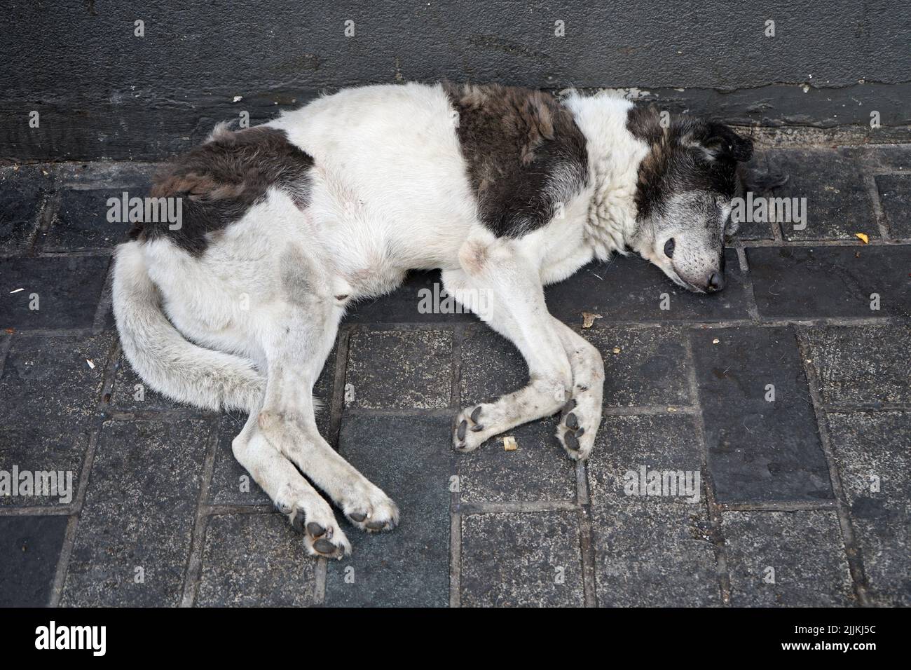 Closeup shot street dog hi-res stock photography and images - Alamy