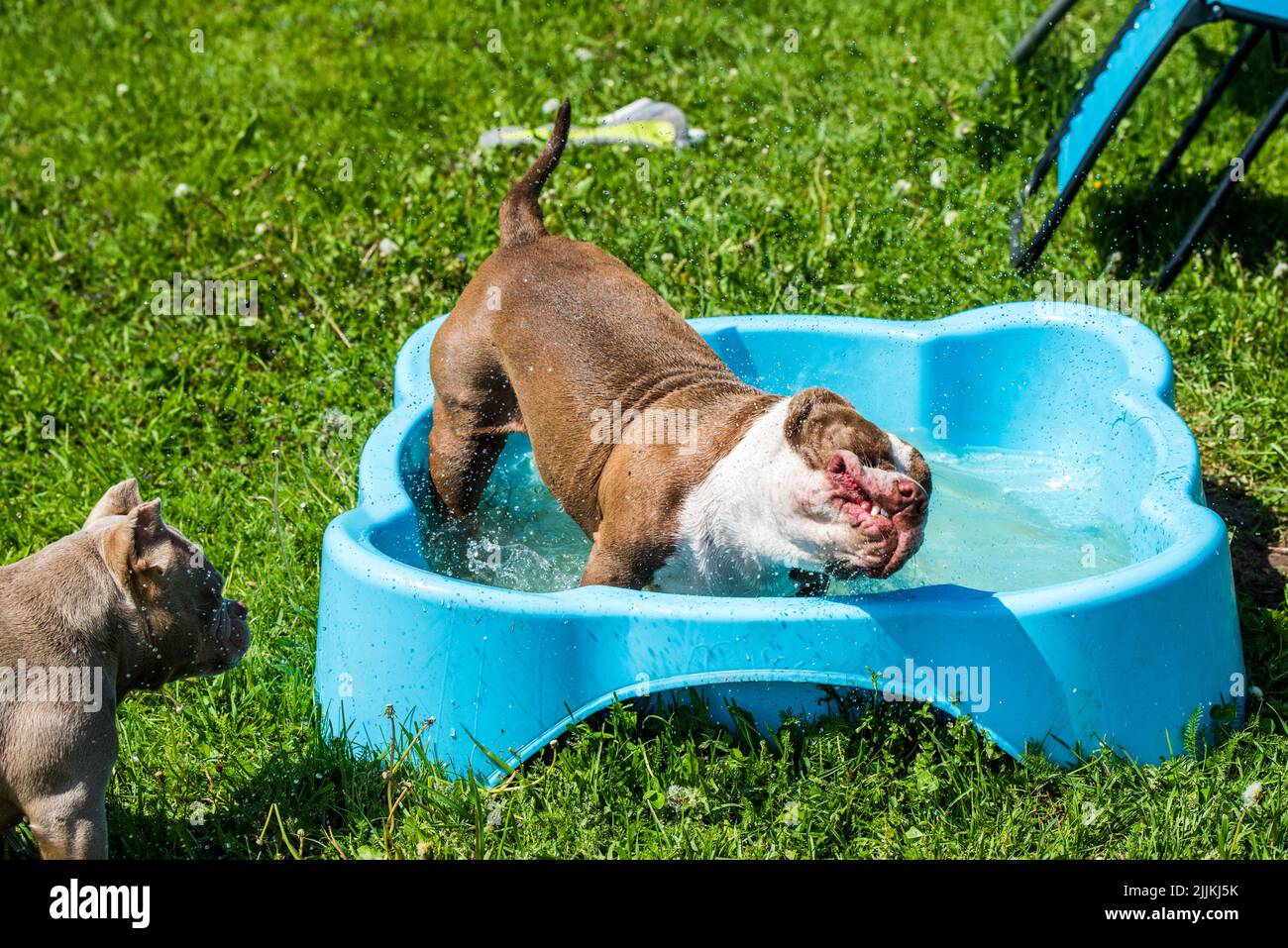 American bulldog swimming hi-res stock photography and images - Alamy
