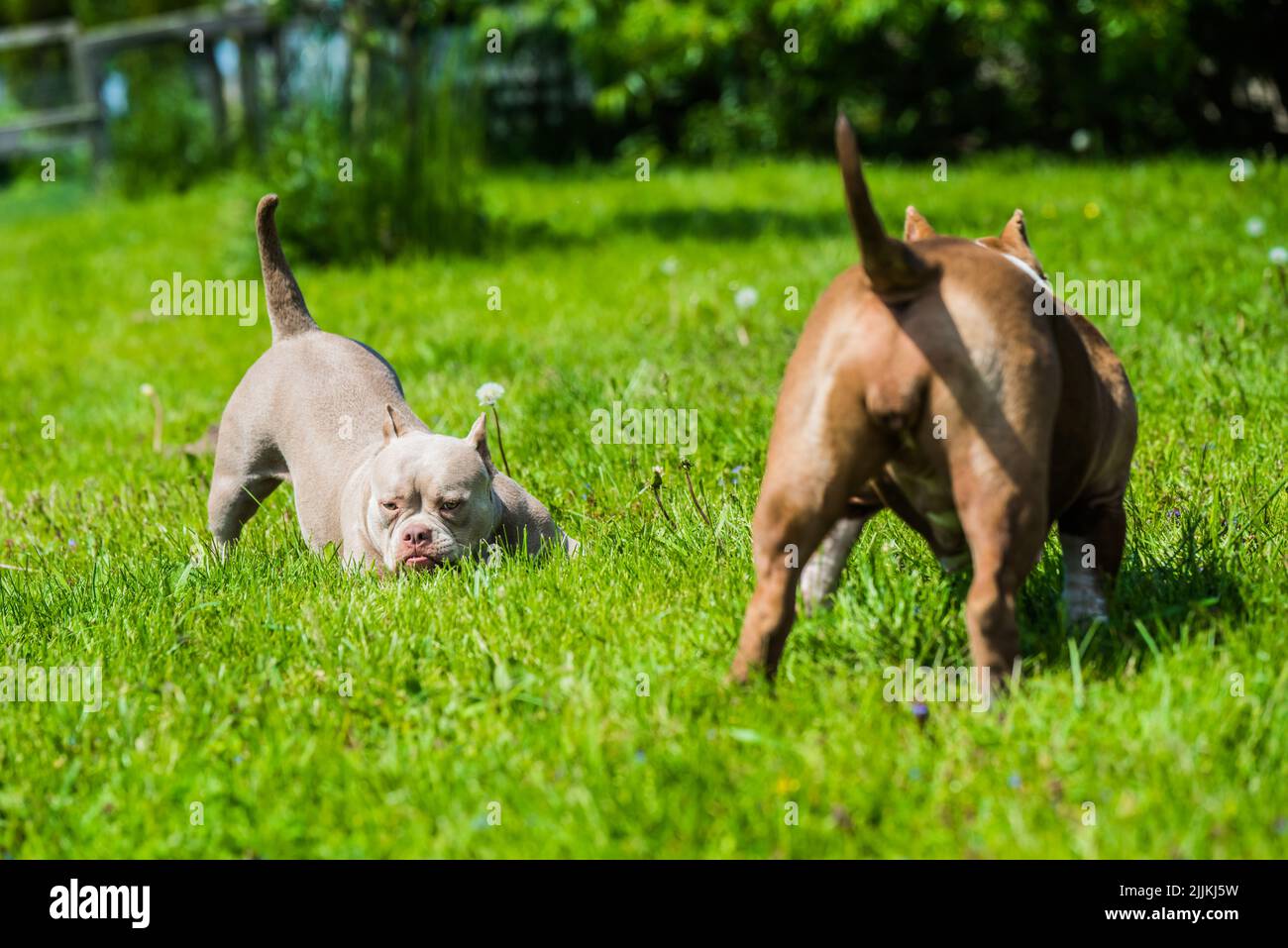 American Bully puppies dogs are playing on nature Stock Photo - Alamy