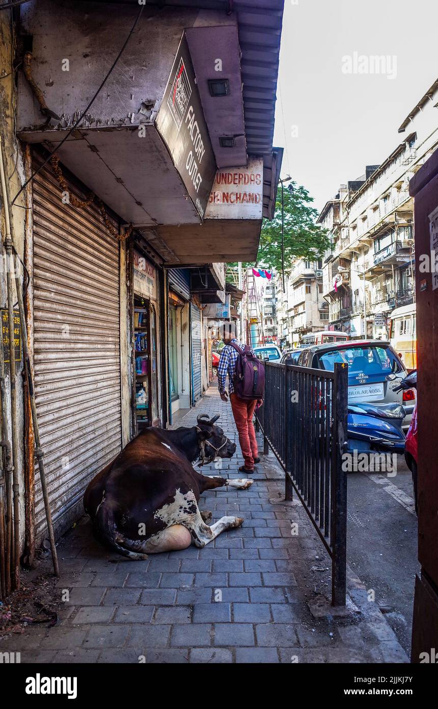 Cow lying on street hi-res stock photography and images - Alamy