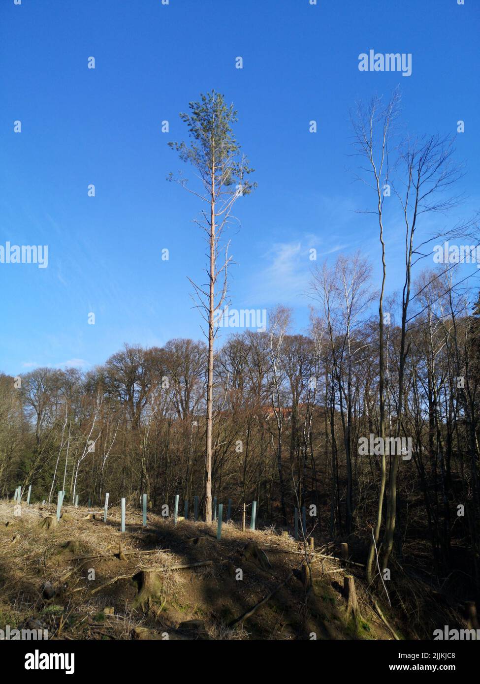 Vertical daytime view forest hi-res stock photography and images - Alamy