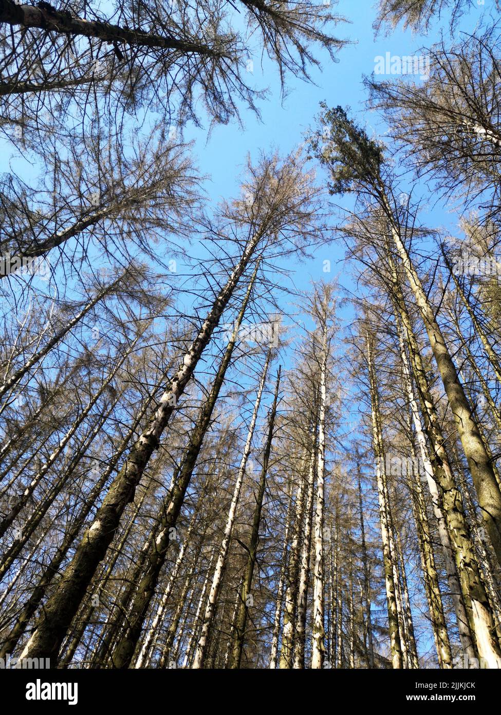 A vertical low-angle shot of trees growing up on the blue sky background Stock Photo - Alamy