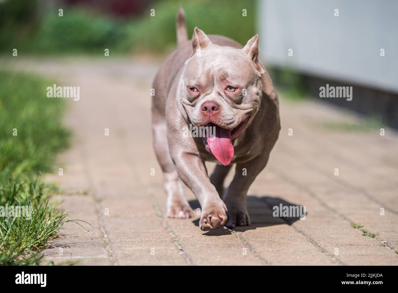 Lilac color American Bully dog guards the house outside Stock Photo - Alamy