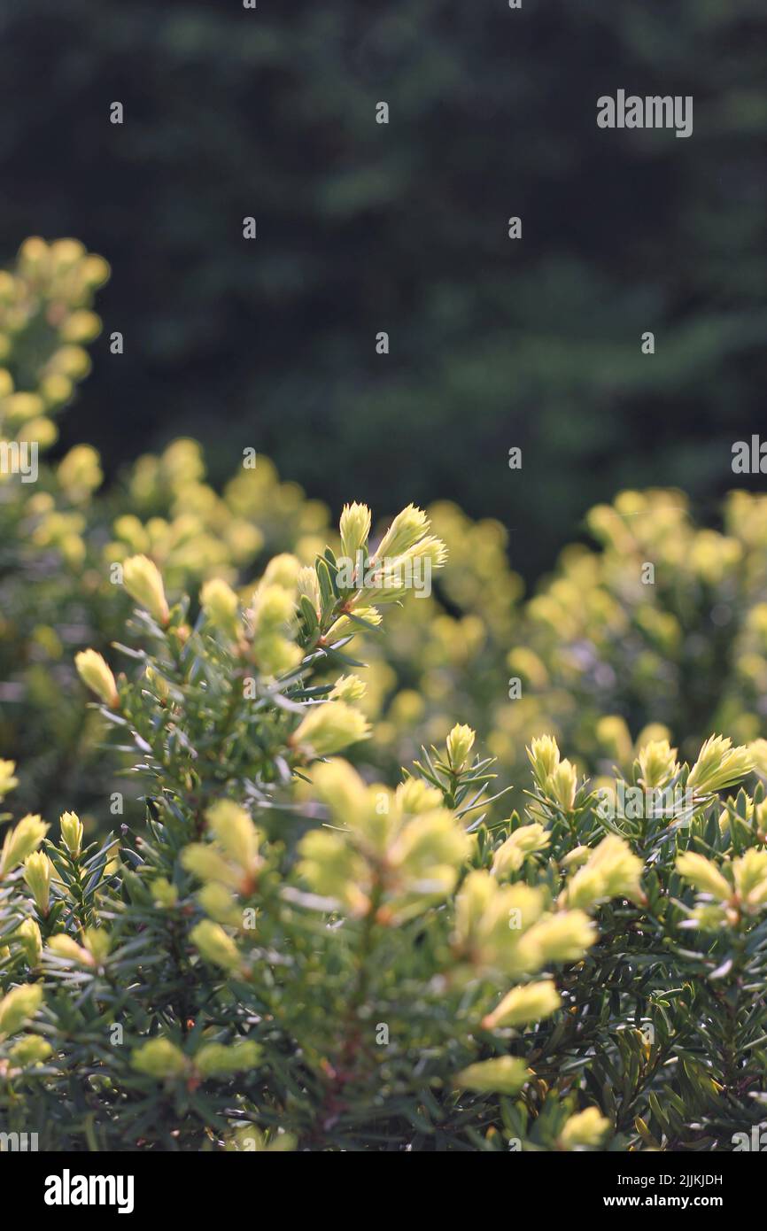 Pine tree branches growing in the sunny meadow Stock Photo - Alamy
