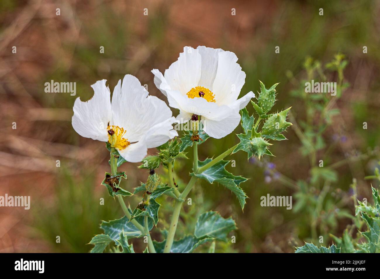 Rough pricklypoppy Argemone hispida in bloom at Trading Post Trail, Red ...