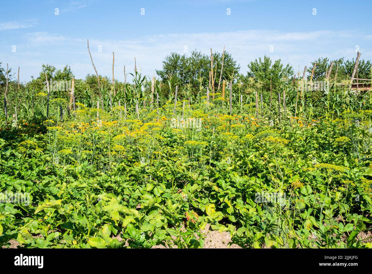 Sunny vegetable plot hi-res stock photography and images - Alamy