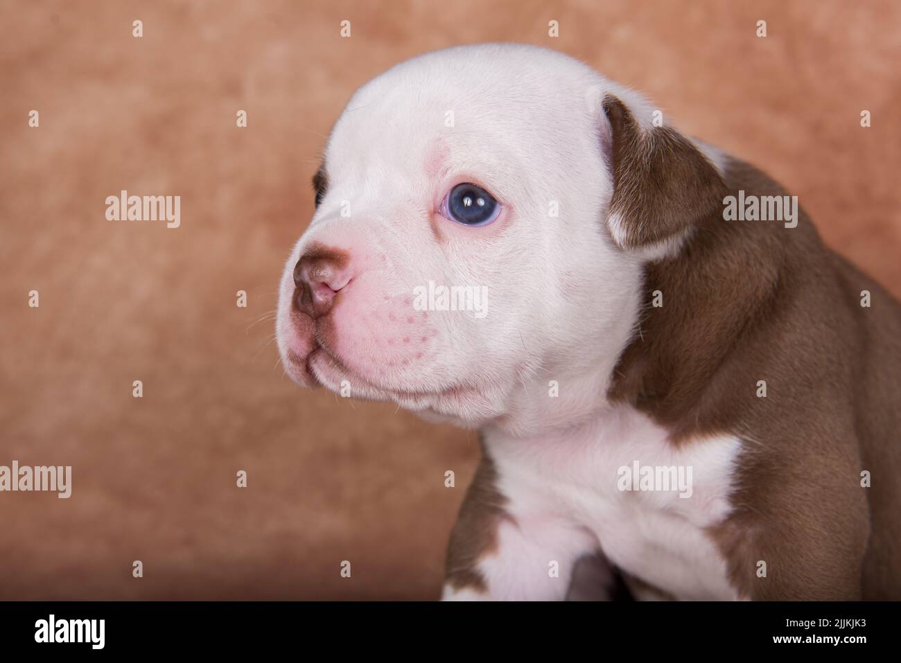 Funny chocolate brown color American Bullies puppy dog close up ...