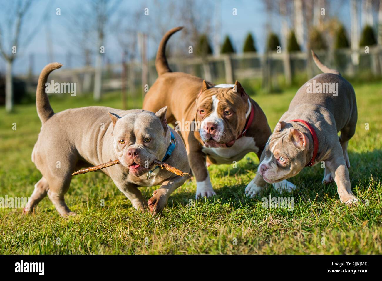 Three Chocolate brown color American Bully dogs are walking and playing ...
