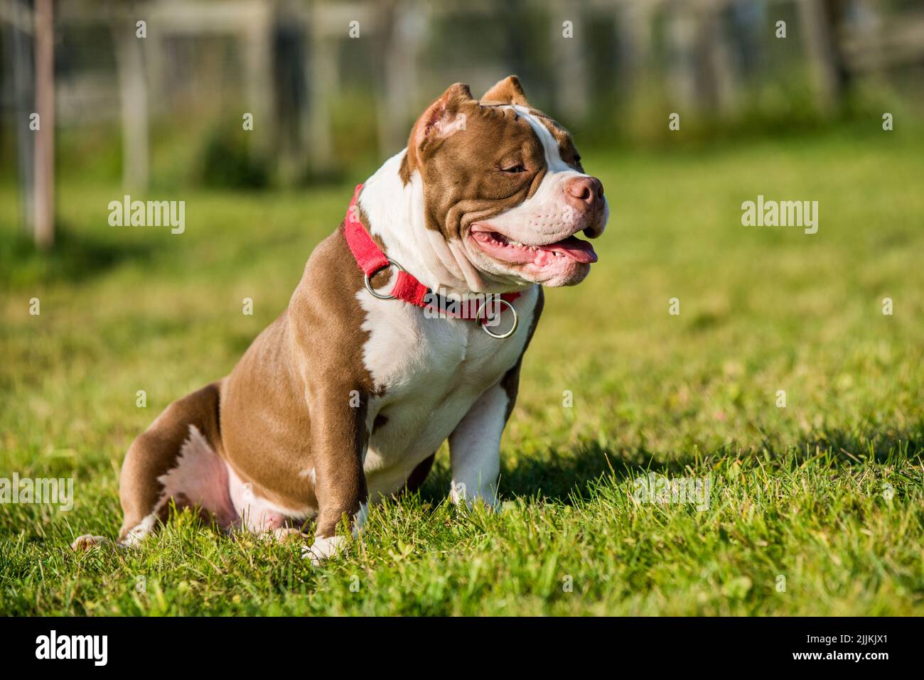 Chocolate color American Bully male dog is on green grass Stock Photo ...