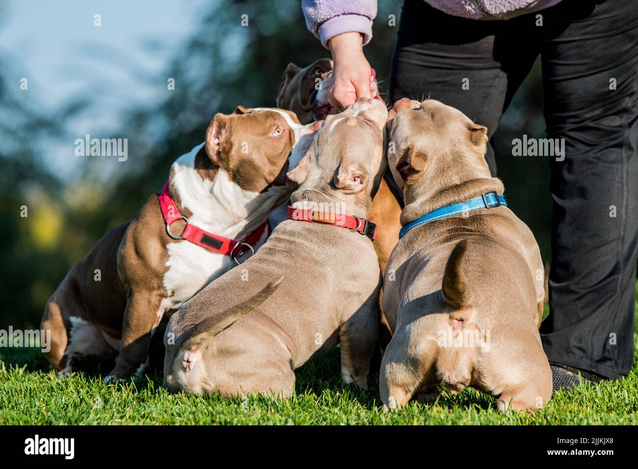 American Bully puppies dogs with owner on nature Stock Photo - Alamy
