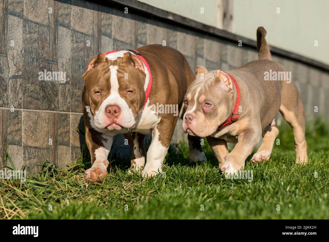 Pocket Pitbull Kennels