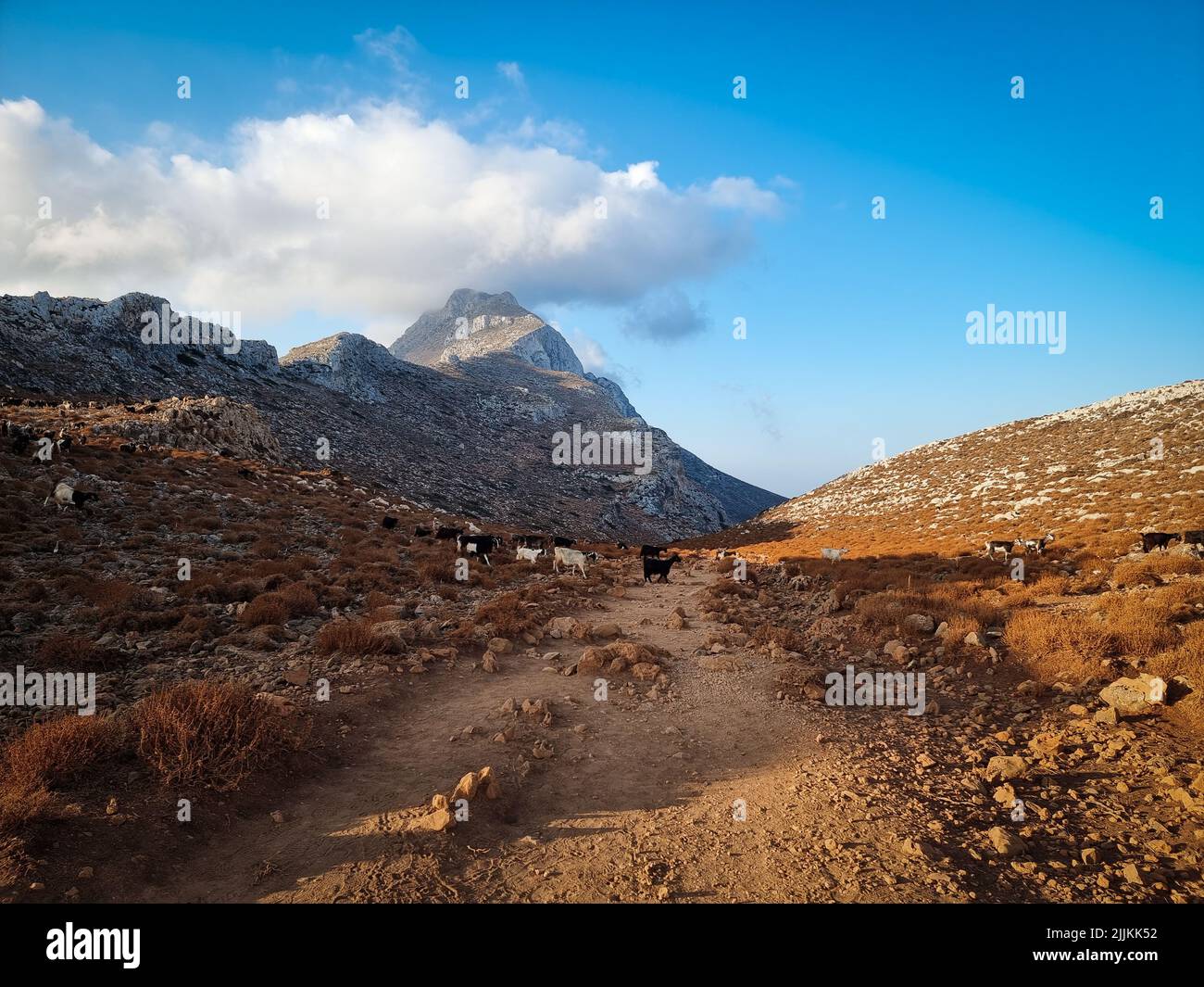 Cows field greece hi-res stock photography and images - Alamy