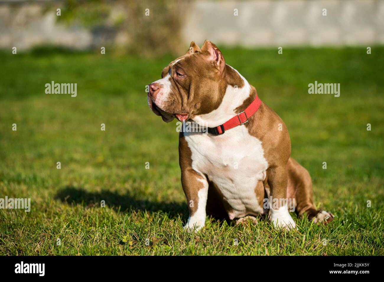 Chocolate color American Bully female dog is on green grass Stock Photo ...