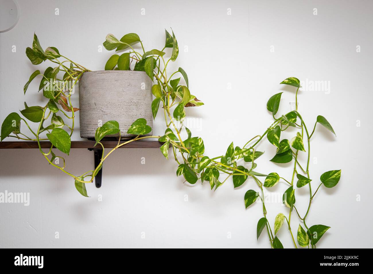 Devils ivy epipremnum aureum hi-res stock photography and images - Alamy