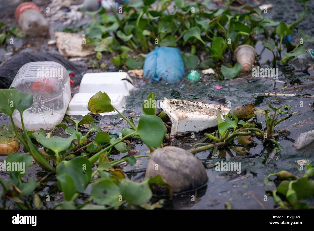 A closeup of rubbish and small plants in the river. Environmental ...