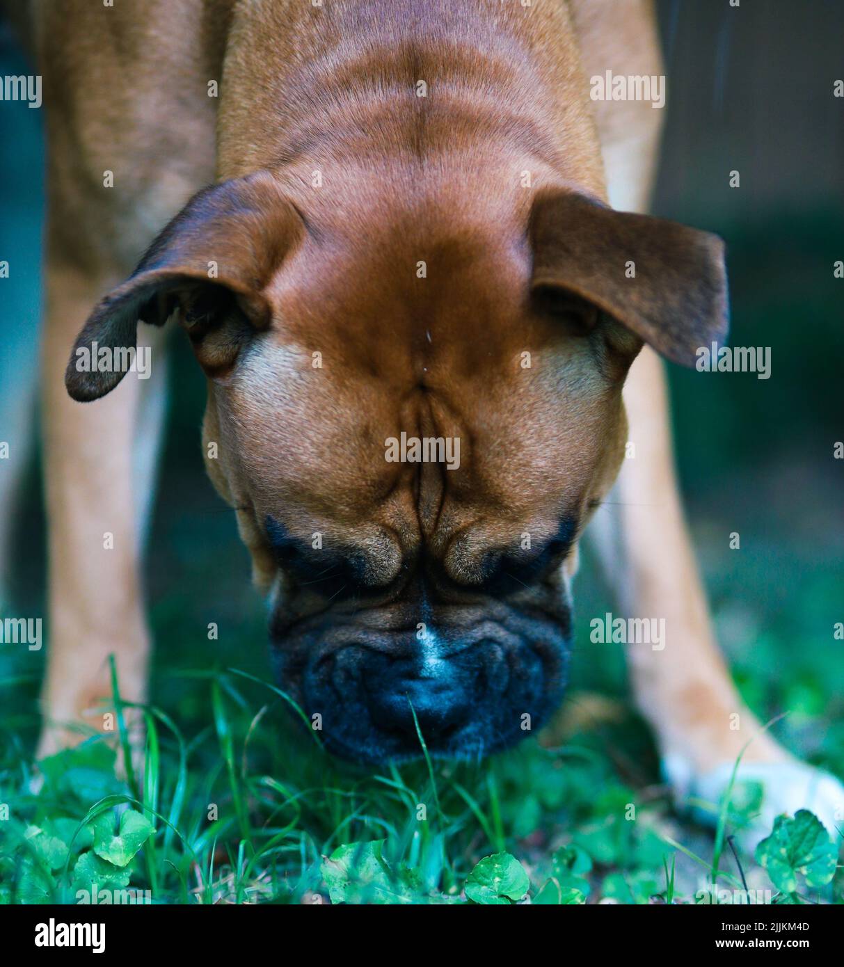 The beautiful close-up shot of a cute german boxer sniffing the grass ...