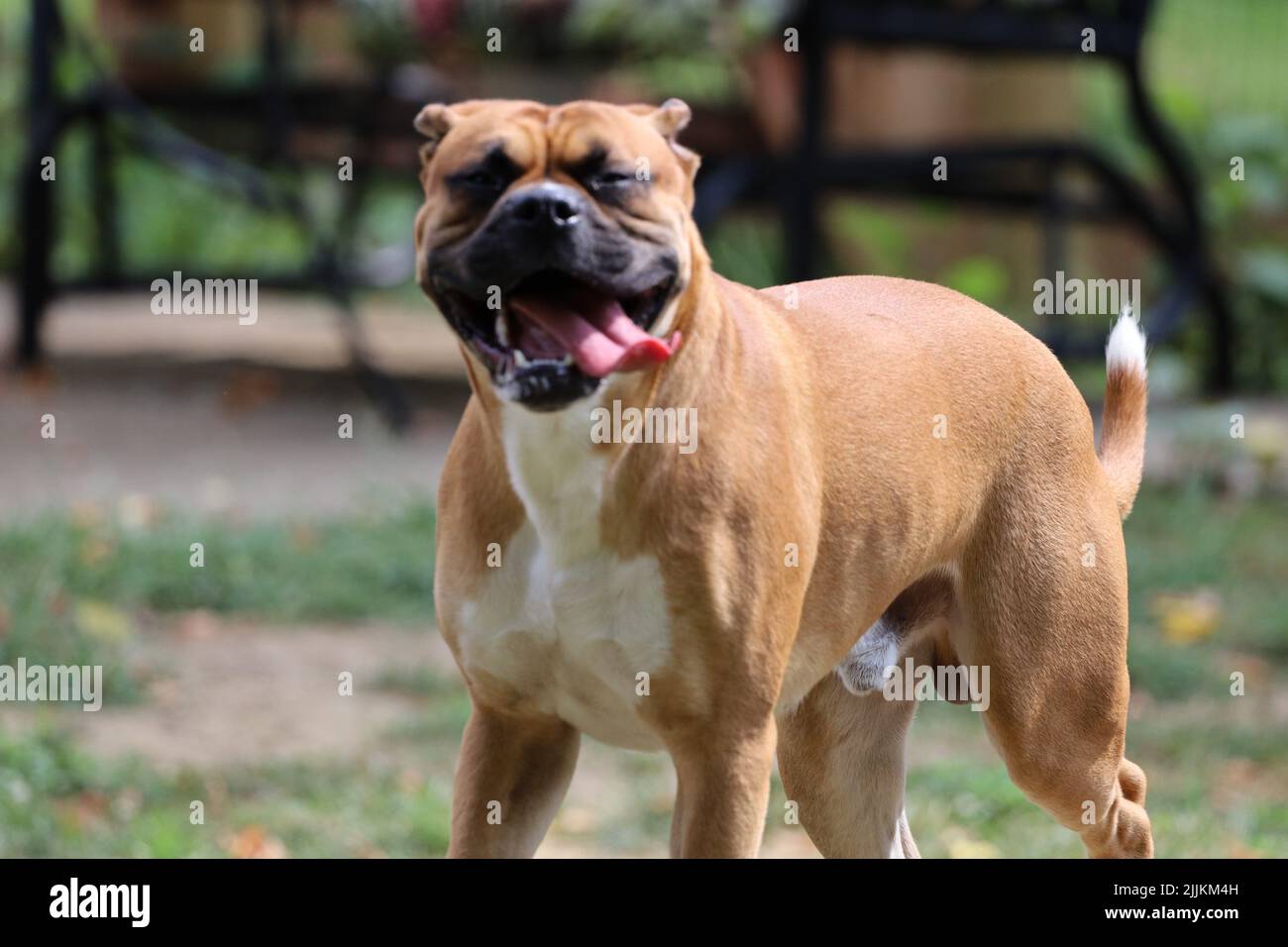 Beautiful shot german boxer hi-res stock photography and images - Alamy