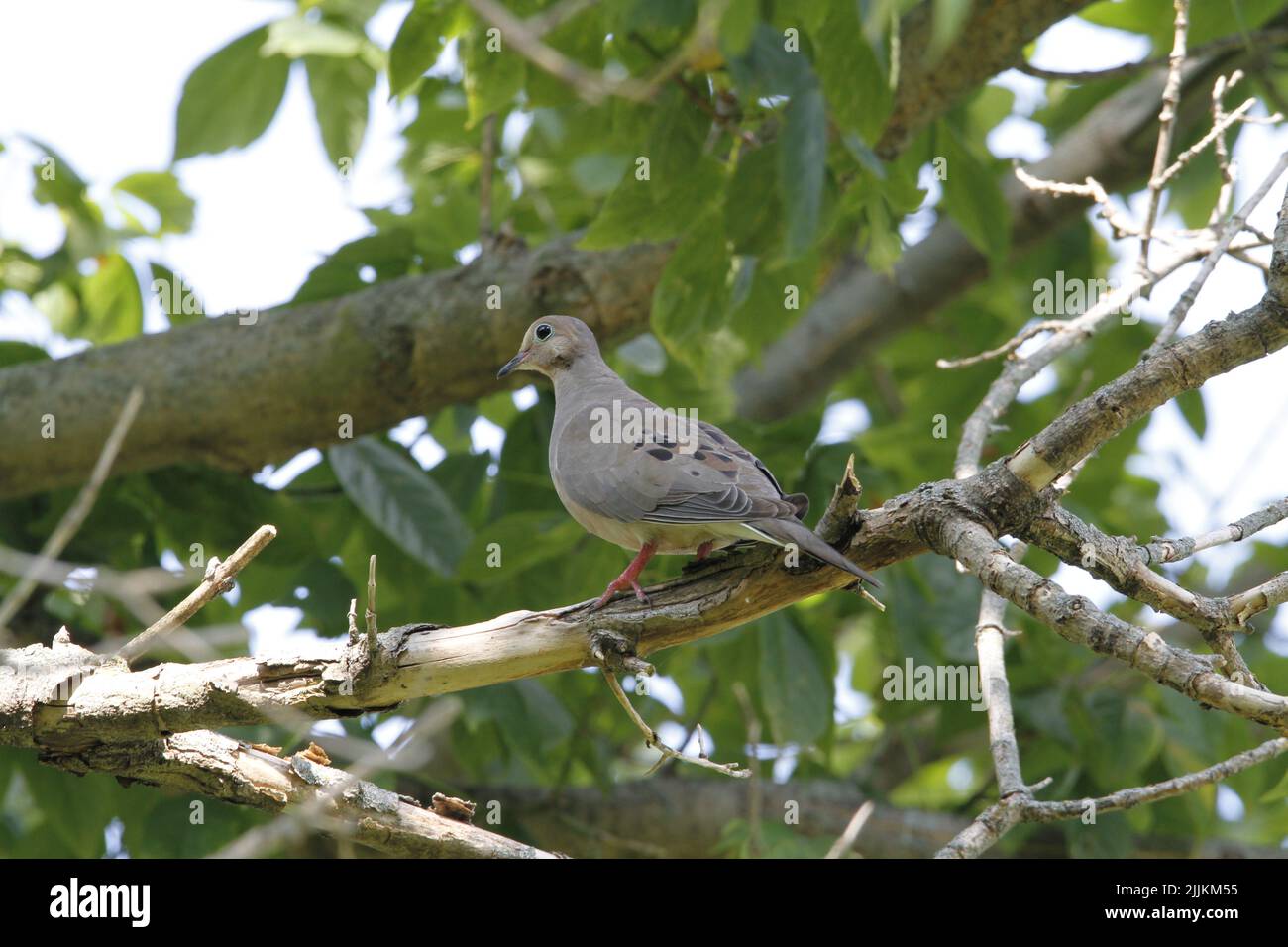 The close-up shot of a Mourning dove bird on a tree branch Stock Photo ...