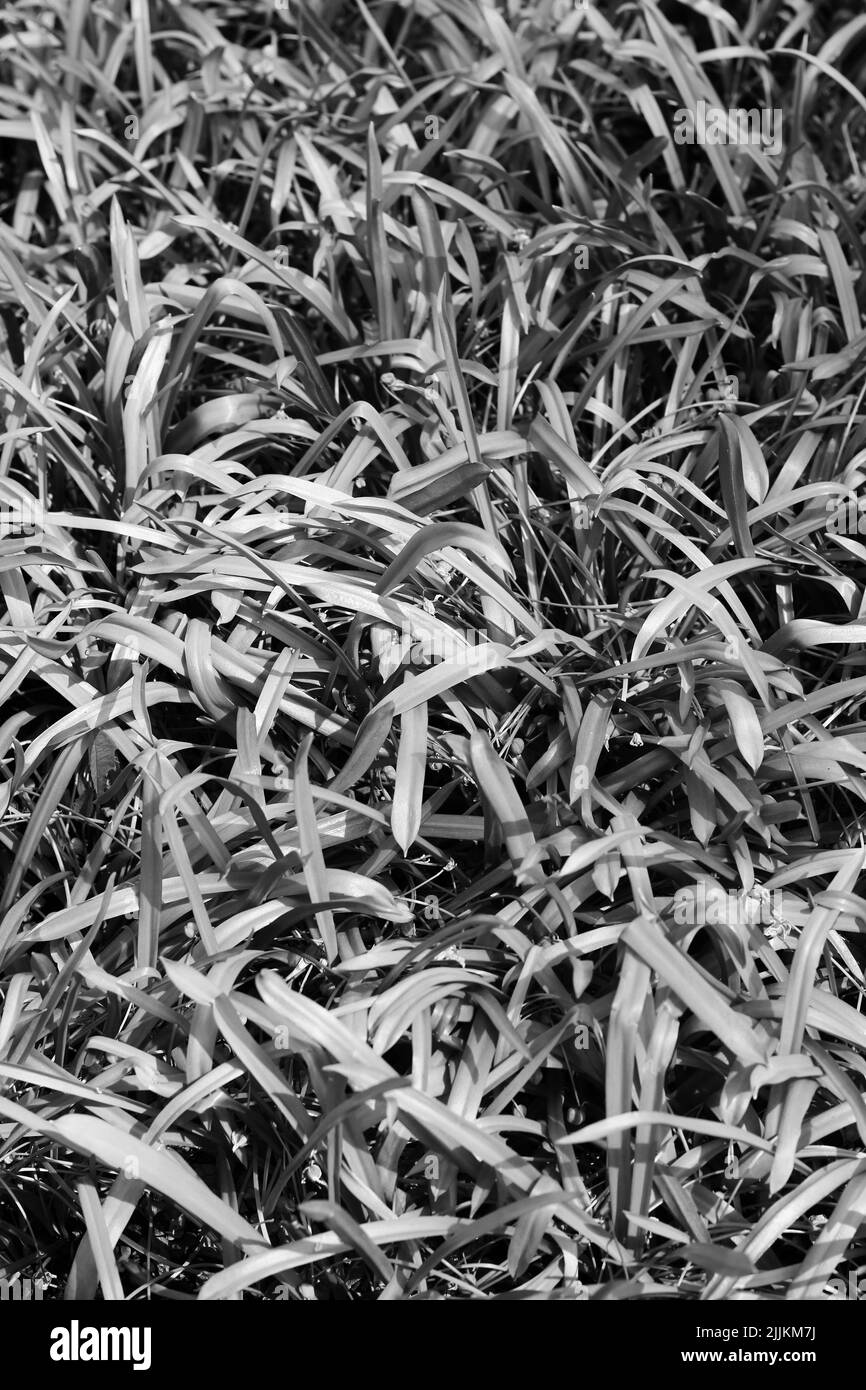 Beautiful leafy spring plants growing in the sunny garden in black and ...