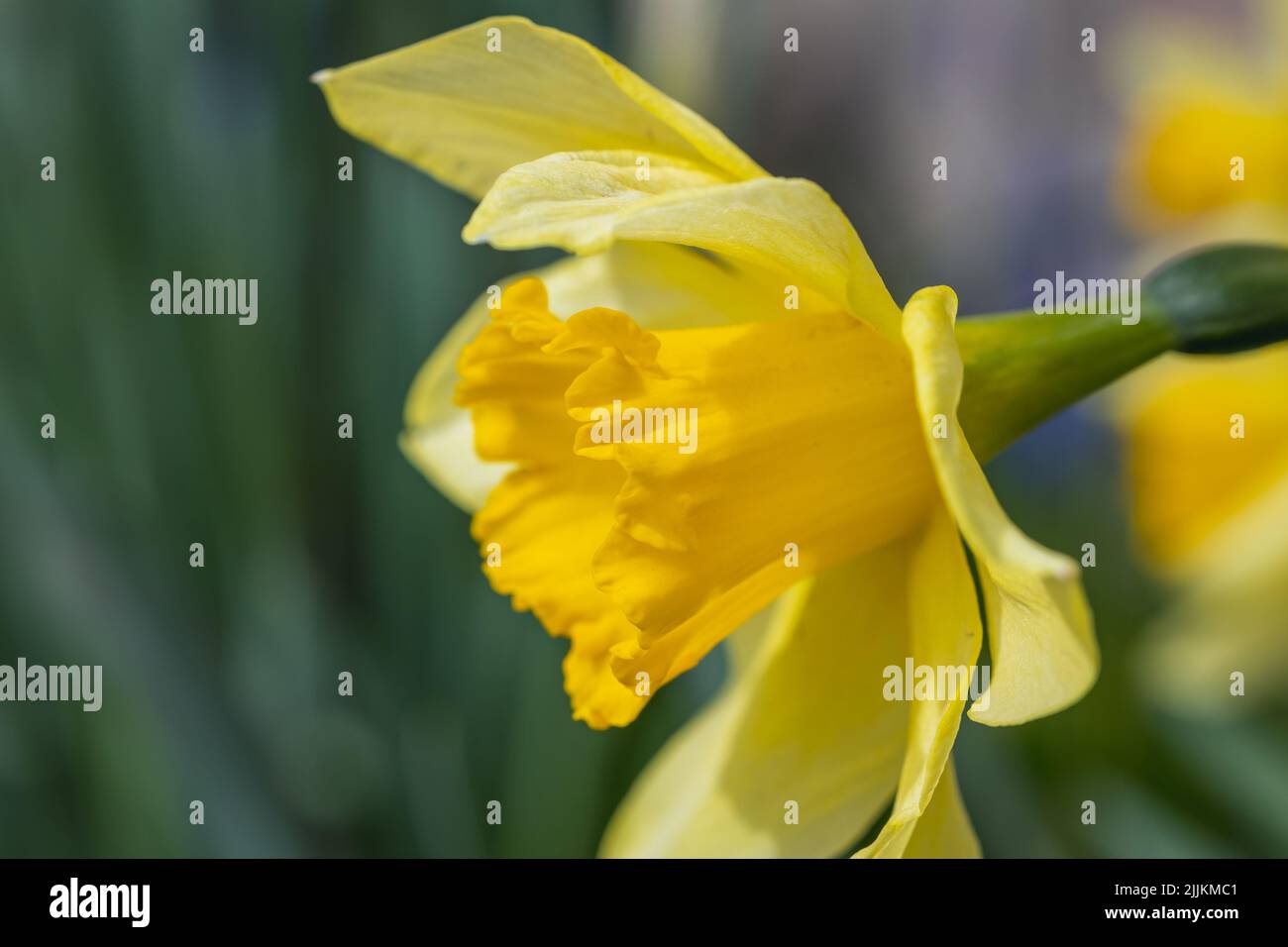 Rush daffodil flowers blooming hi-res stock photography and images - Alamy