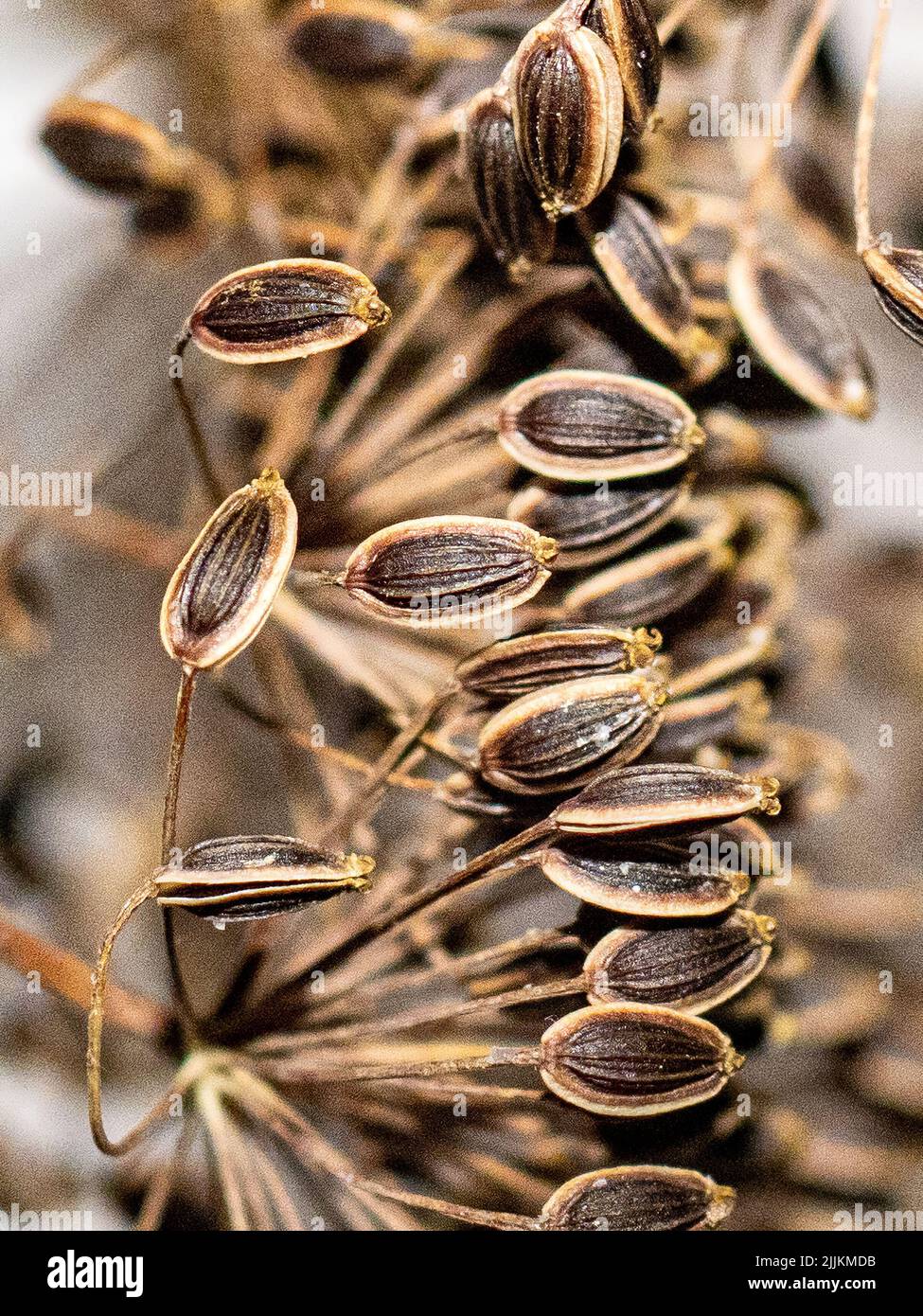 A selective of flower seeds Stock Photo - Alamy