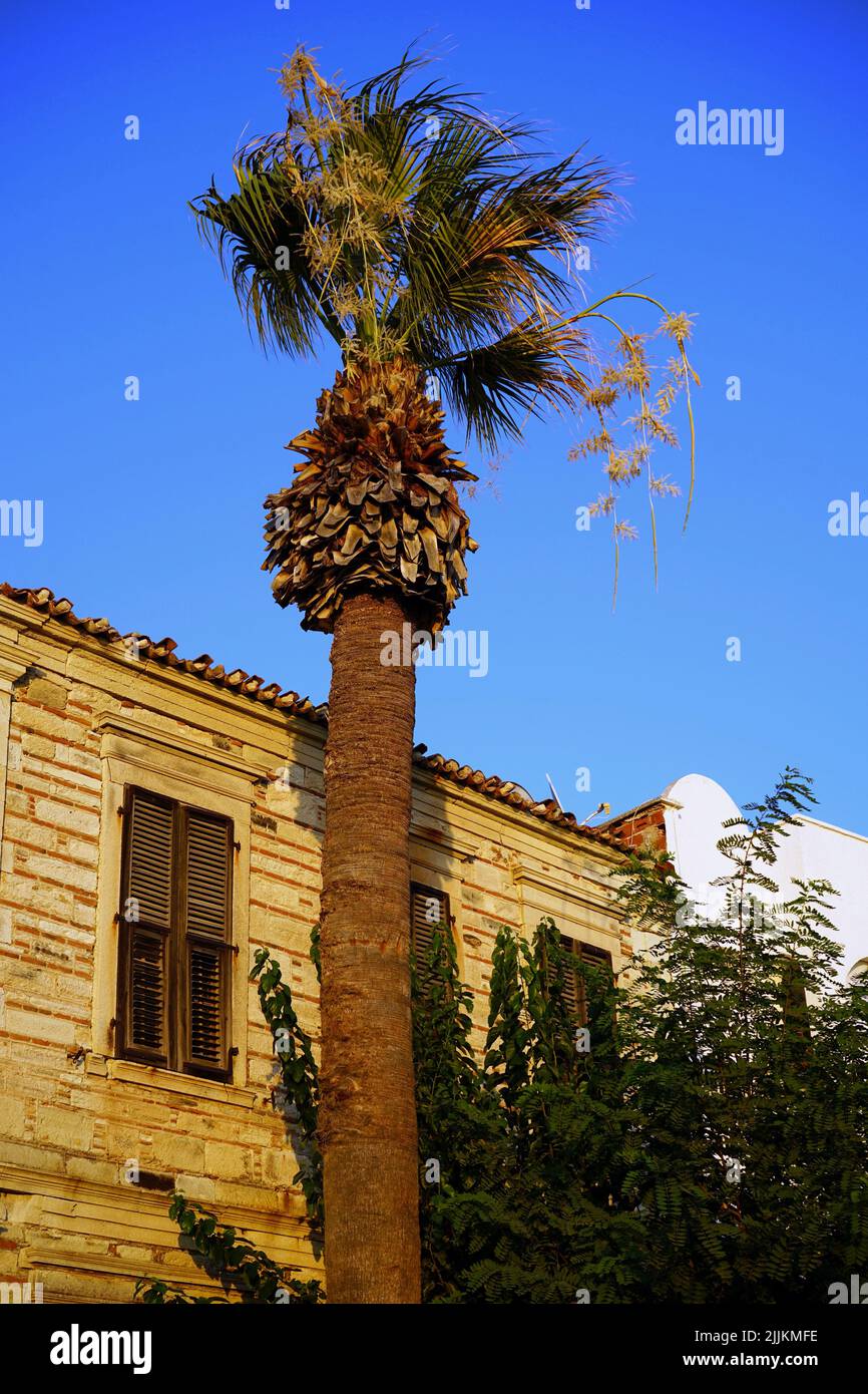A vertical shot of a tall palm tree grown next to a building in sunny ...