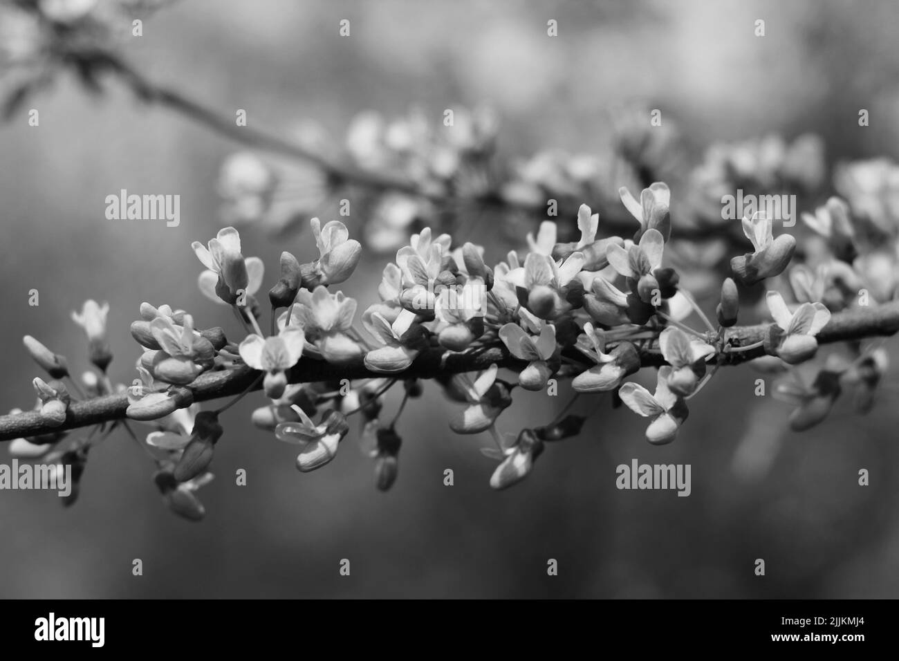 Beautiful spring flowers sprouting on the branches of the fruit tree in ...