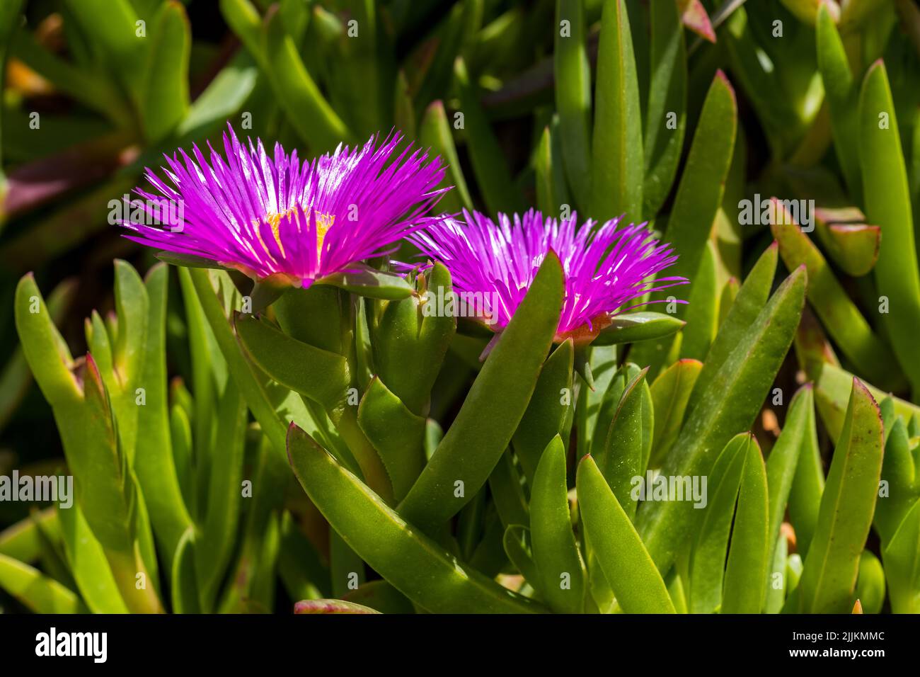 Carpobrotus, commonly known as pigface, ice plant, sour fig, Hottentot ...