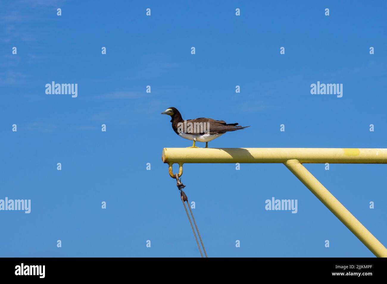 Sea bird sitting on ships mast Stock Photo - Alamy